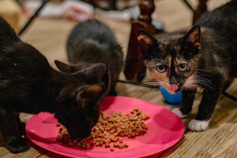 The Dickens & Durrell Kittens – Lady Dinah's Cat Emporium