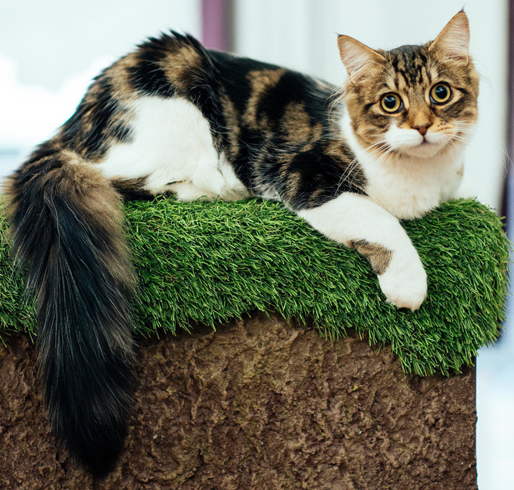 Getting to know: Oberon! – Lady Dinah's Cat Emporium