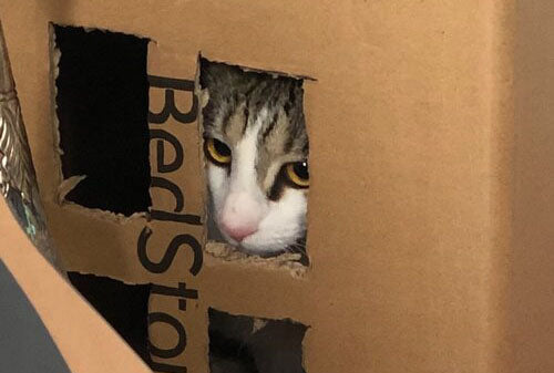 Introducing... Cats in Quarantine! – Lady Dinah's Cat Emporium