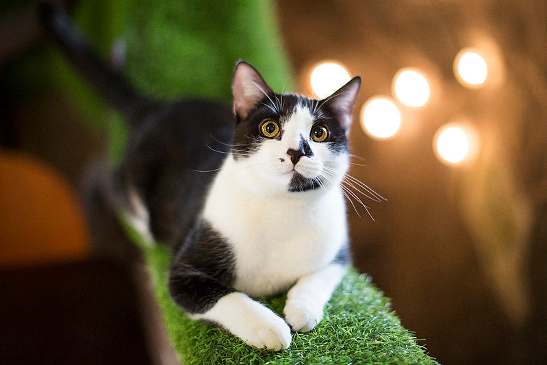 10 Things We'll Miss about Sybil – Lady Dinah's Cat Emporium